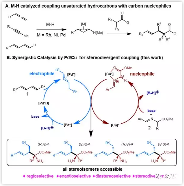 资伟伟课题组JACS：Pd和Cu协同催化的1，3-二烯与醛亚胺酯的立体多样性偶联-元素有机化学国家重点实验室